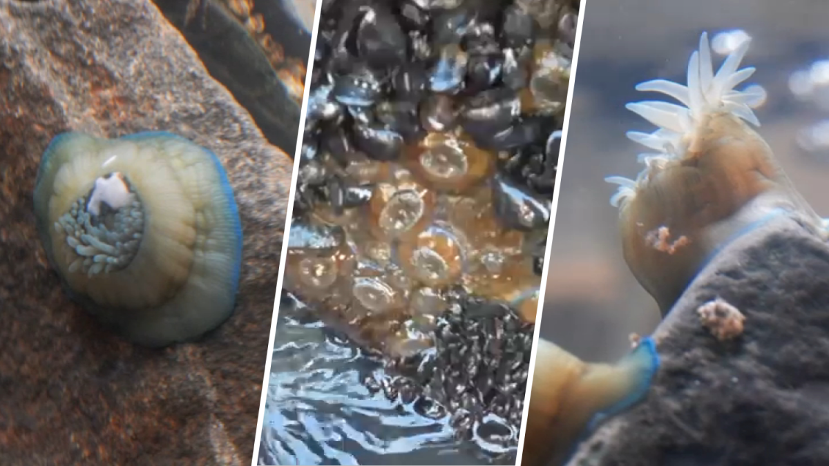 What are those blobby-looking creatures on NJ beaches? – NBC New York
