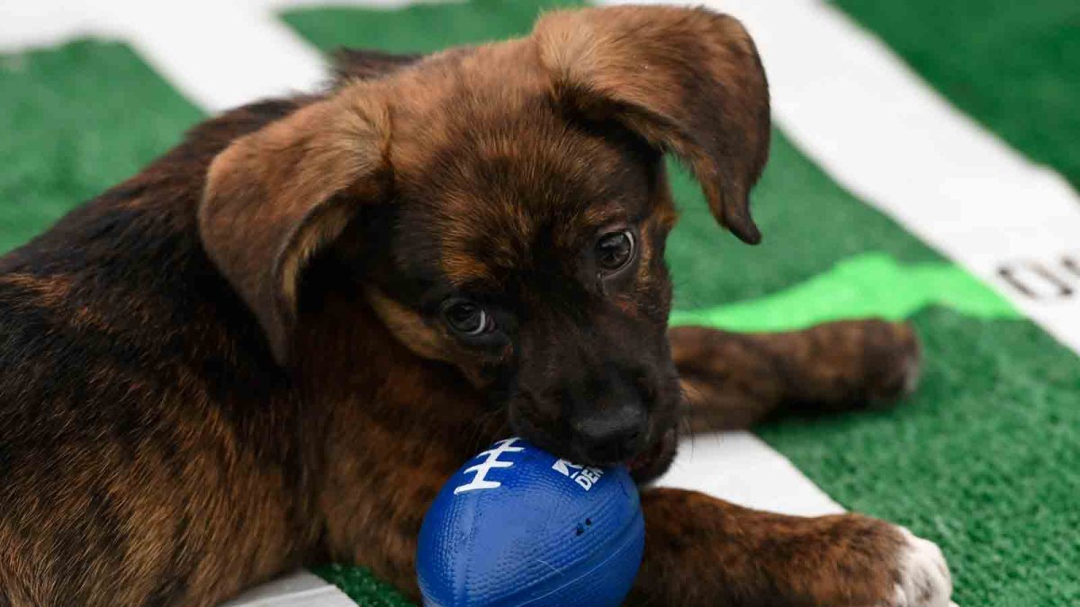 Puppy Bowl 2025: How to watch, stream before the Super Bowl – NBC New York