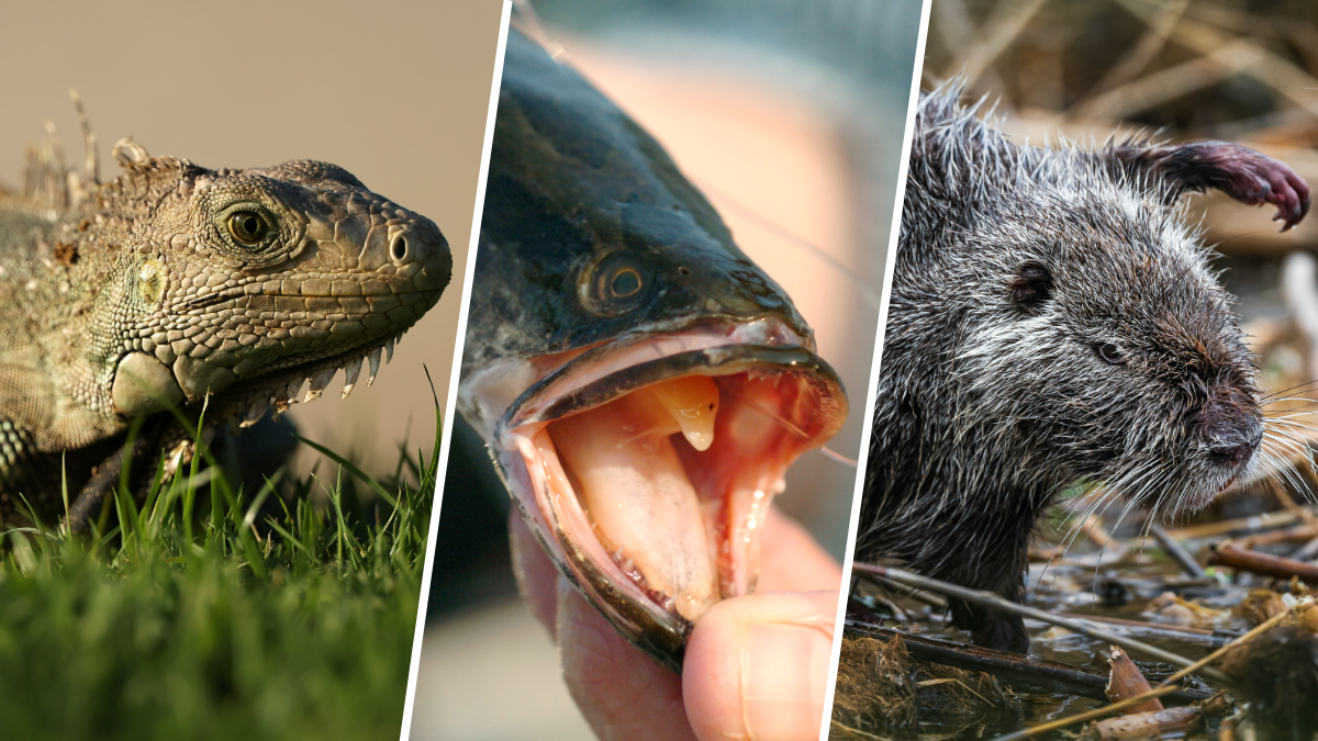 Nutria? These are invasive species you can catch and eat – NBC New York