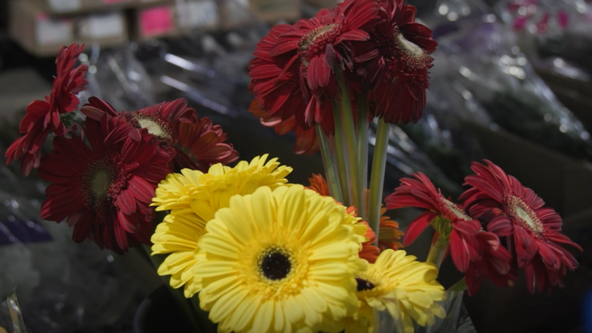 Petals and perfection at Hunts Point Flower Market – NBC New York