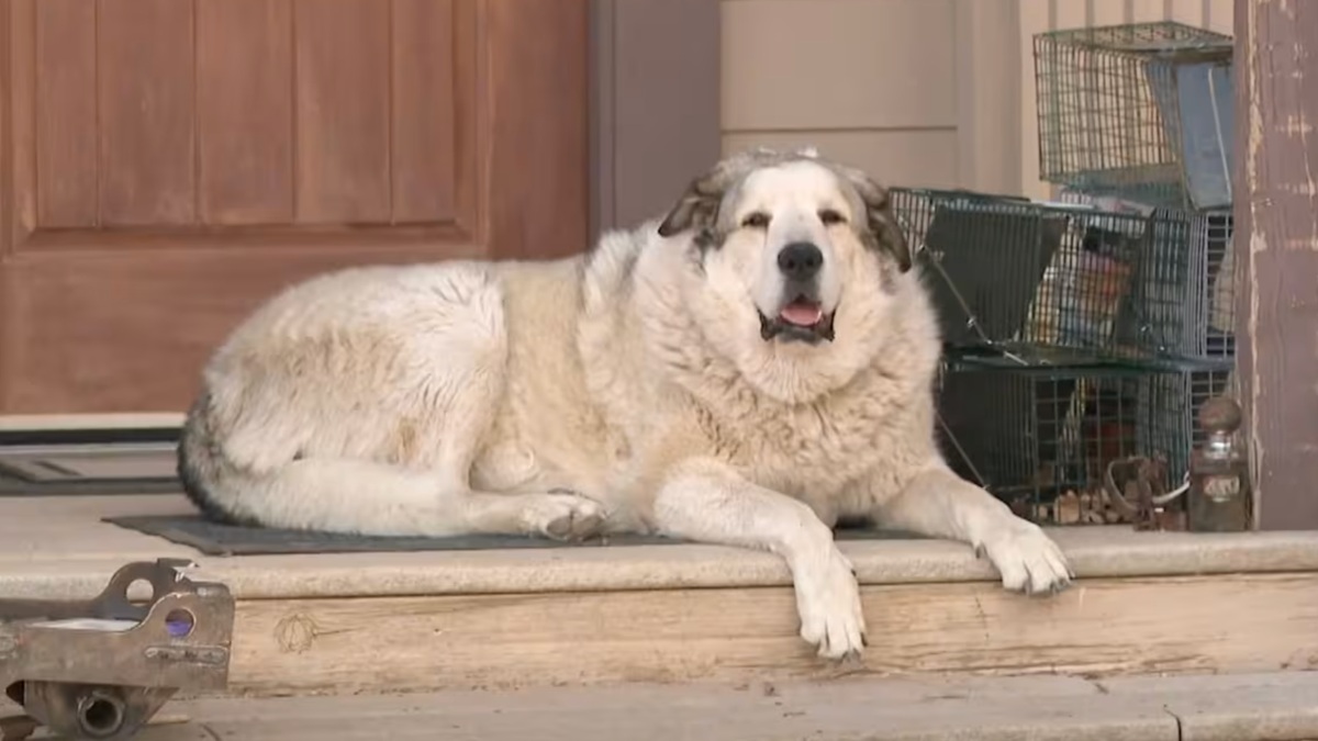 Rancher’s dog helped save toddler lost in Arizona wilderness – NBC New York