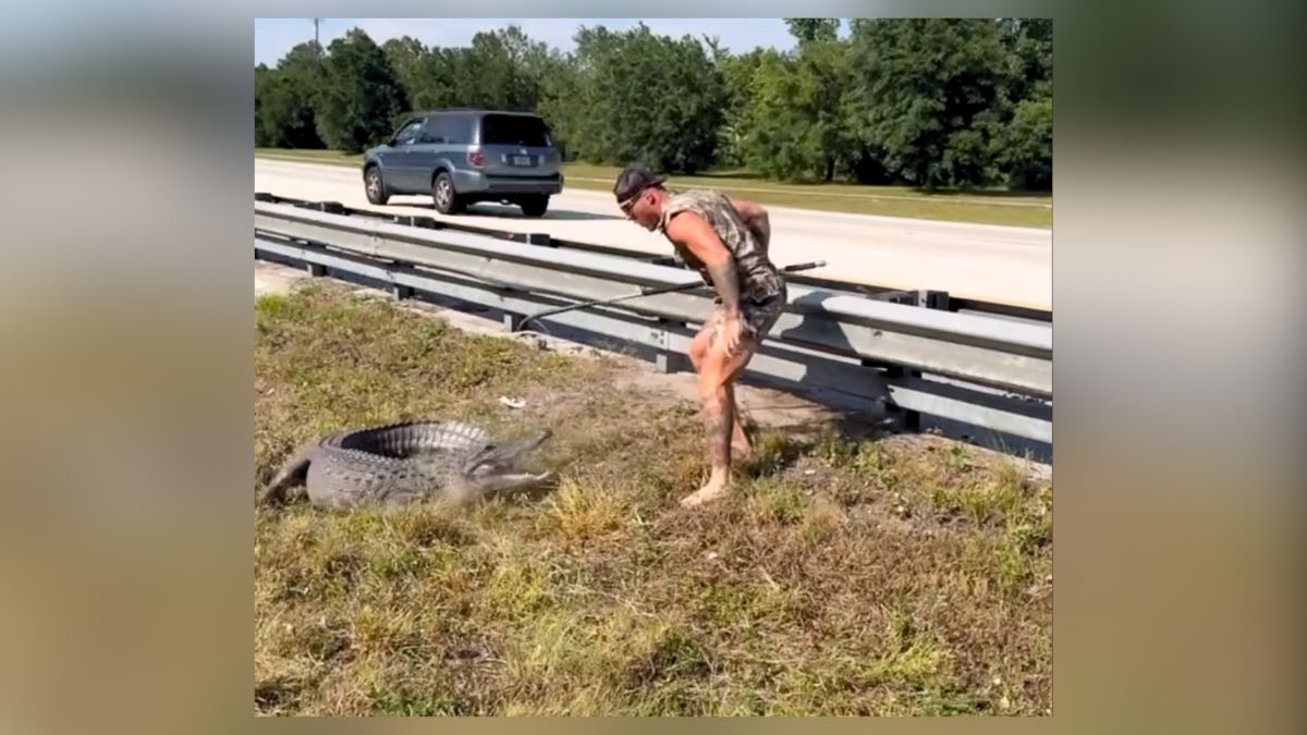 Barefoot Florida man helps police trap alligator on highway – NBC New York
