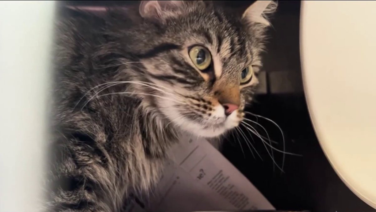 Dozens of cats found in woods near highway on Long Island – NBC New York