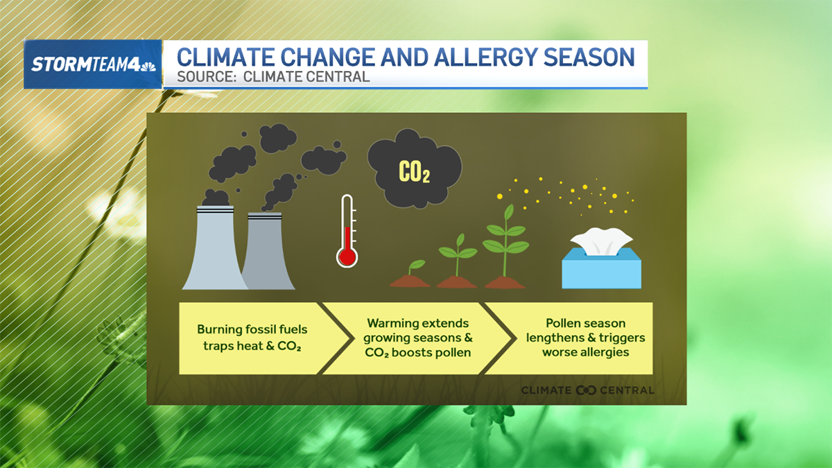 How bad is pollen today? Why allergies seem worse than ever – NBC New York
