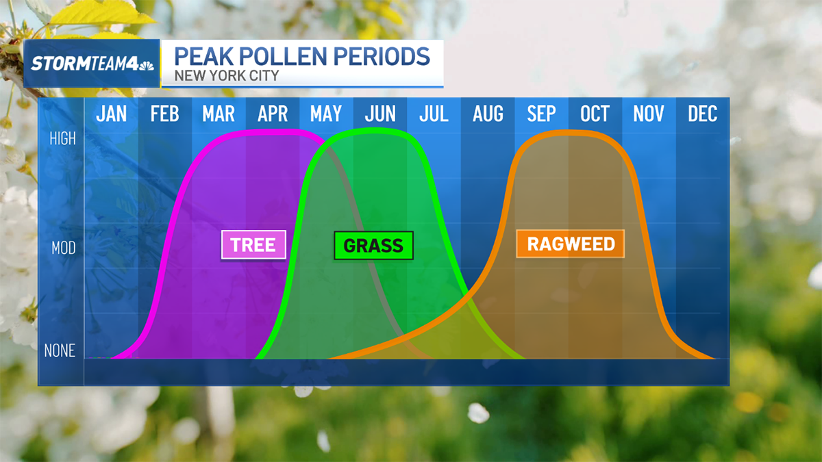 How bad is pollen today? Why allergies seem worse than ever – NBC New York