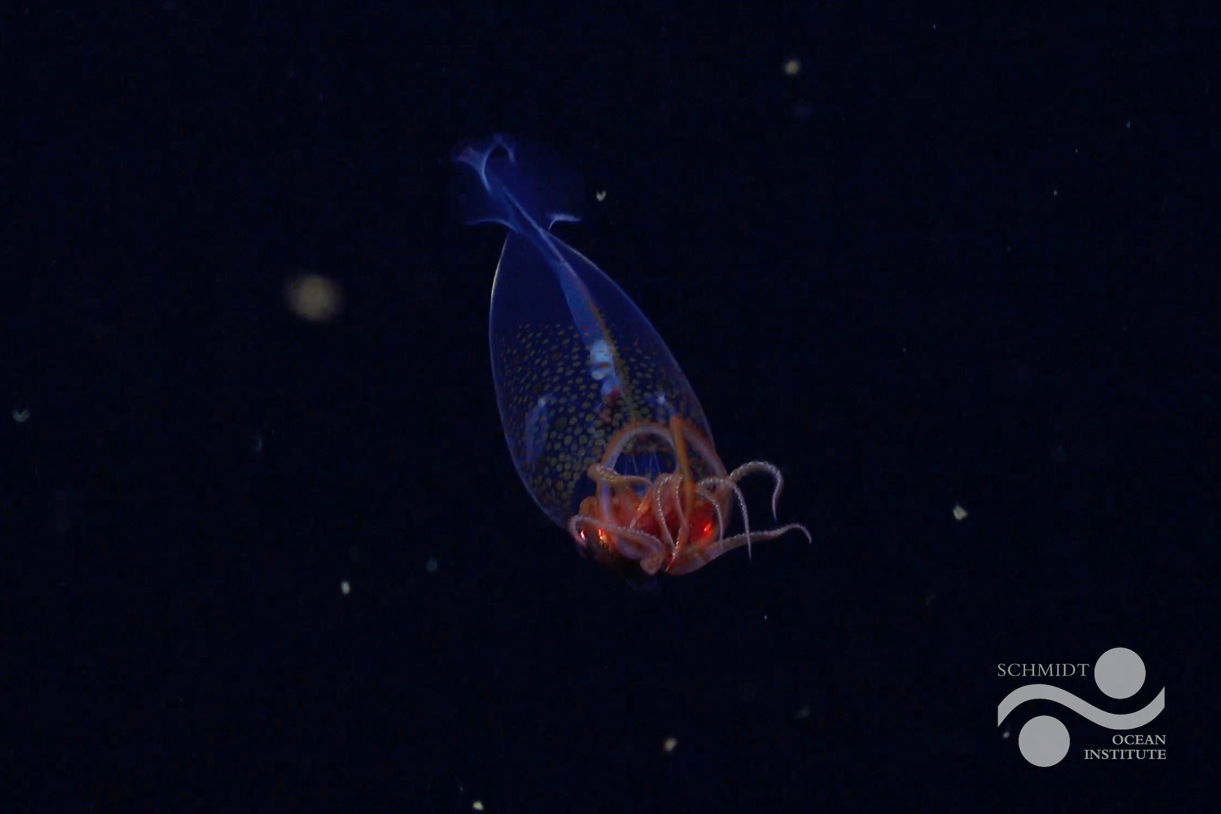 The colossal squid has been filmed alive for the first time – NBC New York