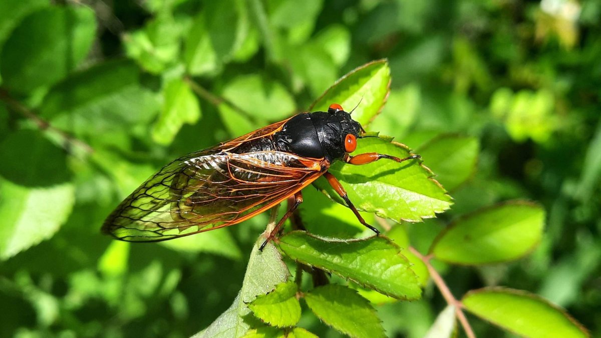 The cicadas are coming: 2 broods expected to emerge in 2025 – NBC New York