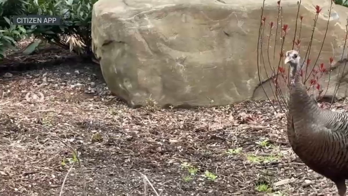 Upper East Side traffic disrupted by turkey – NBC New York