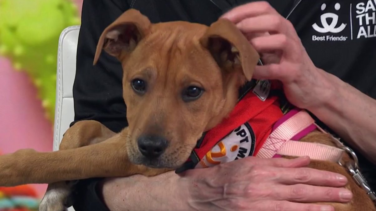 Find a forever home for these adorable pups – NBC New York