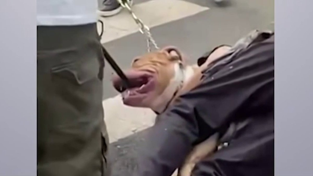 Upper West Side dog attack prompts calls for new legislation in NYC ...