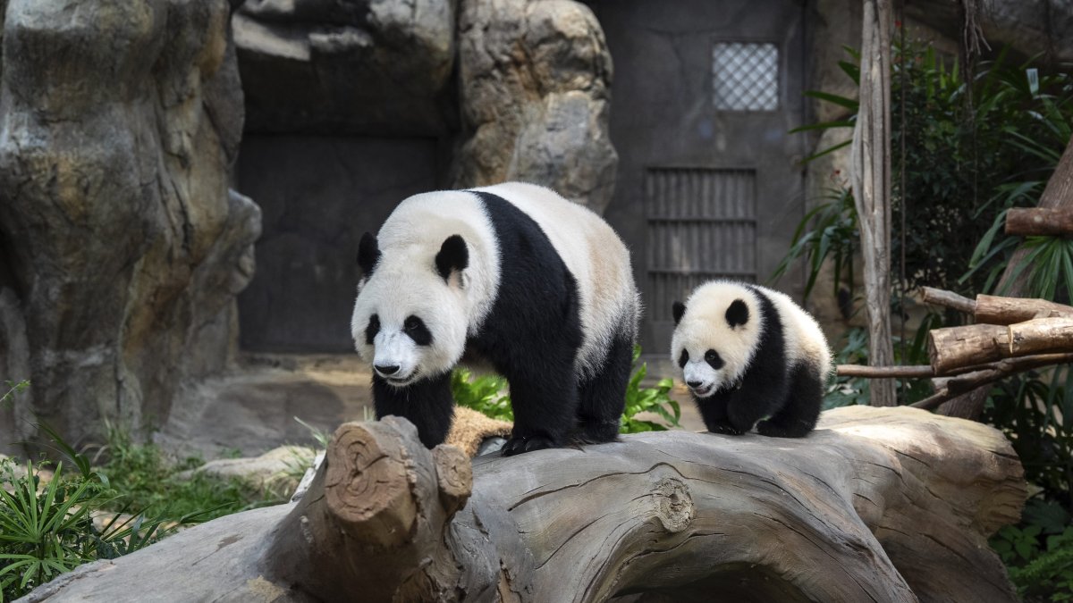 Meet Jia Jia and De De, Hong Kong’s first locally born giant pandas ...