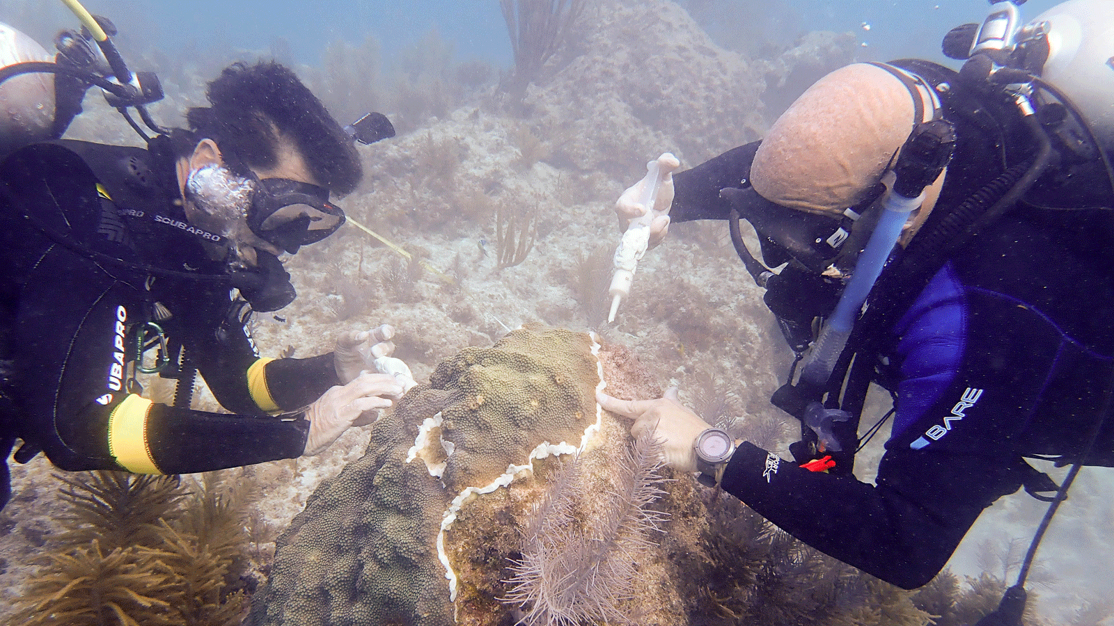 Military vets find therapeutic new purpose in marine conservation – NBC ...