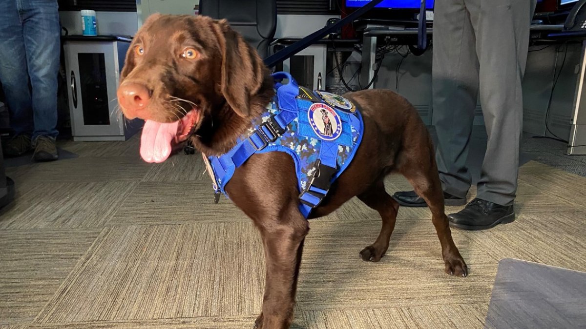 Baxter, Maine comfort dog, dies in state vehicle – NBC New York