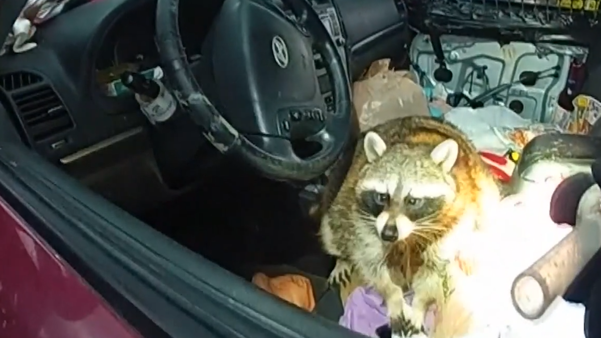 Ohio police find raccoon holding meth pipe after traffic stop – NBC New York