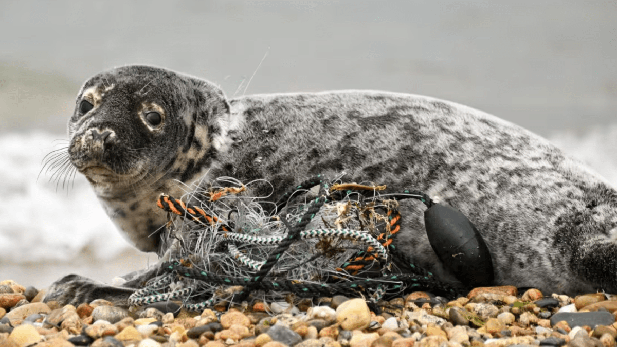 Meet the New England team working to rescue the seals – NBC New York