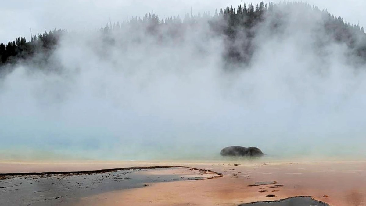 Yellowstone bison dies after stumbling into near-boiling waters of ...
