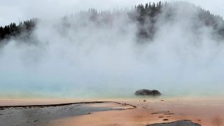 Yellowstone bison dies after stumbling into near-boiling waters of ...