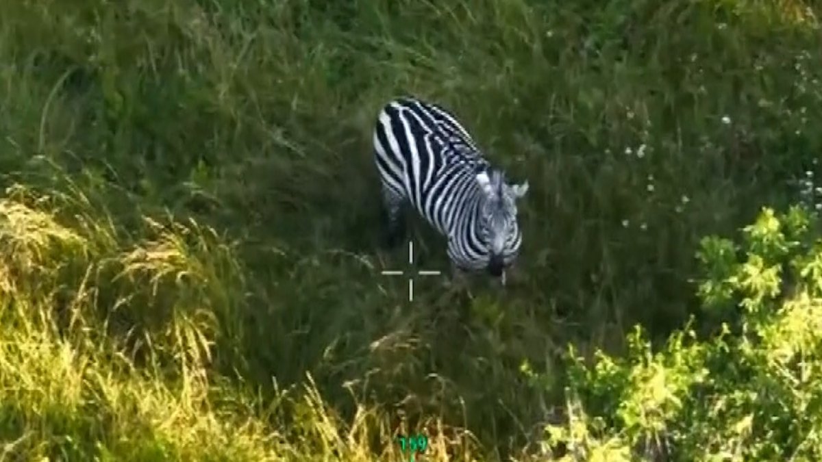 WATCH: Police release drone footage of escaped zebra still on the loose in Tennessee – NBC New York