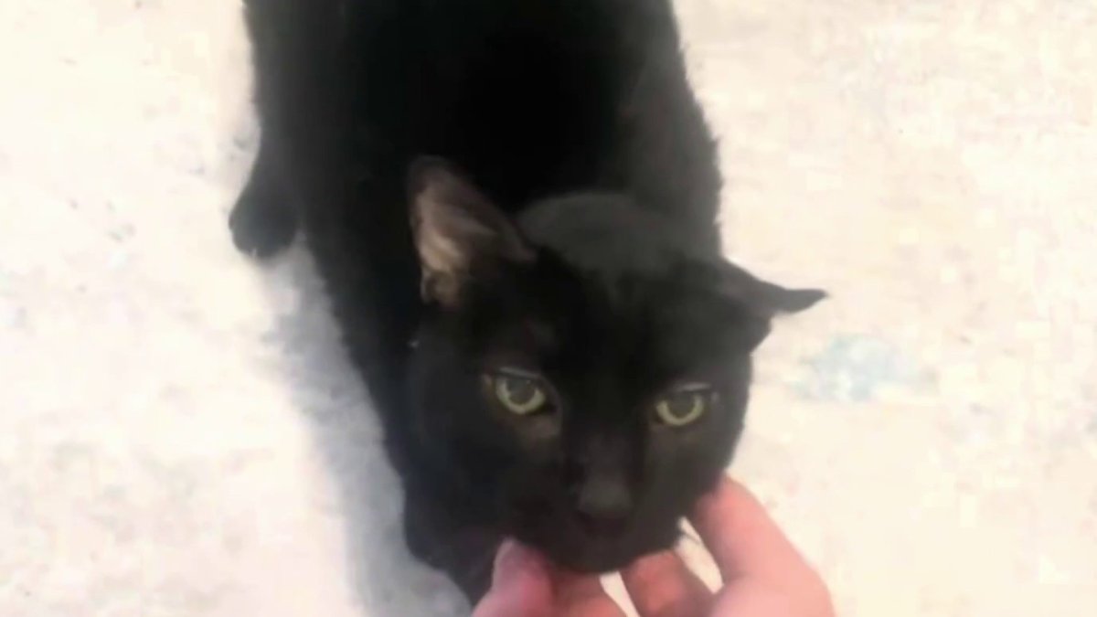 Cat reunited with Queens family after missing for 8 years – NBC New York