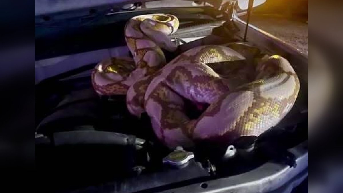 15-foot python discovered in a Garland neighborhood – NBC New York