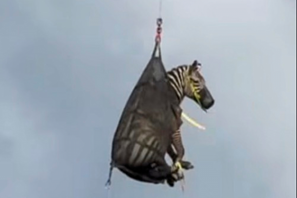 A runaway pet zebra has been captured in Tennessee – NBC New York