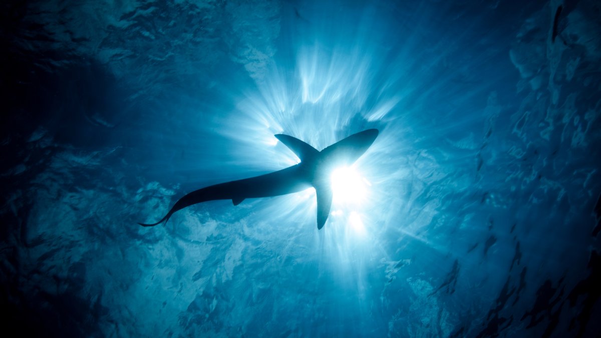 Florida girl, 9, recalls shark attack where she nearly lost hand – NBC ...
