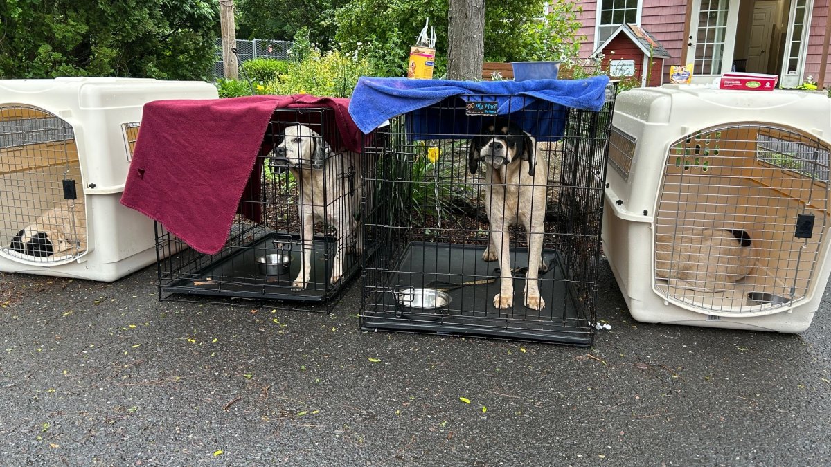 22 dogs seized during animal cruelty investigation in Oxford, Conn ...