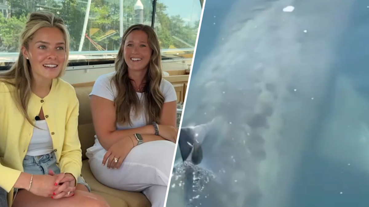 Massive shark crashes bachelorette party off NH coast – NBC New York