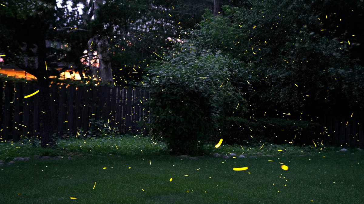 Fireflies light up summer skies, but they’re still on the decline – NBC New York