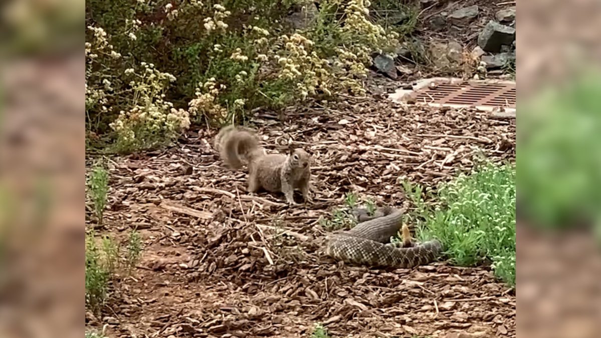 A video shows squirrel facing off with rattlesnake in San Diego. – NBC ...