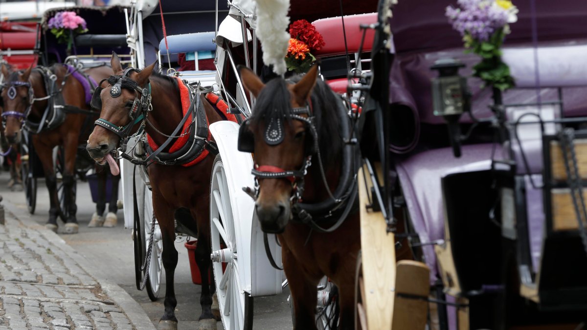 New York carriage horse’s collapse spurs a criminal trial – NBC New York