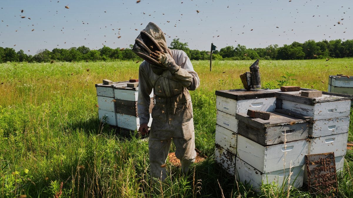 Bees cope with a warming Earth, but face an uncertain future – NBC New York