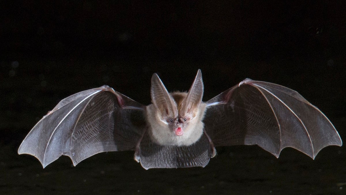 A tourist ended up with a wild bat in her mouth — and nearly $21,000 in ...