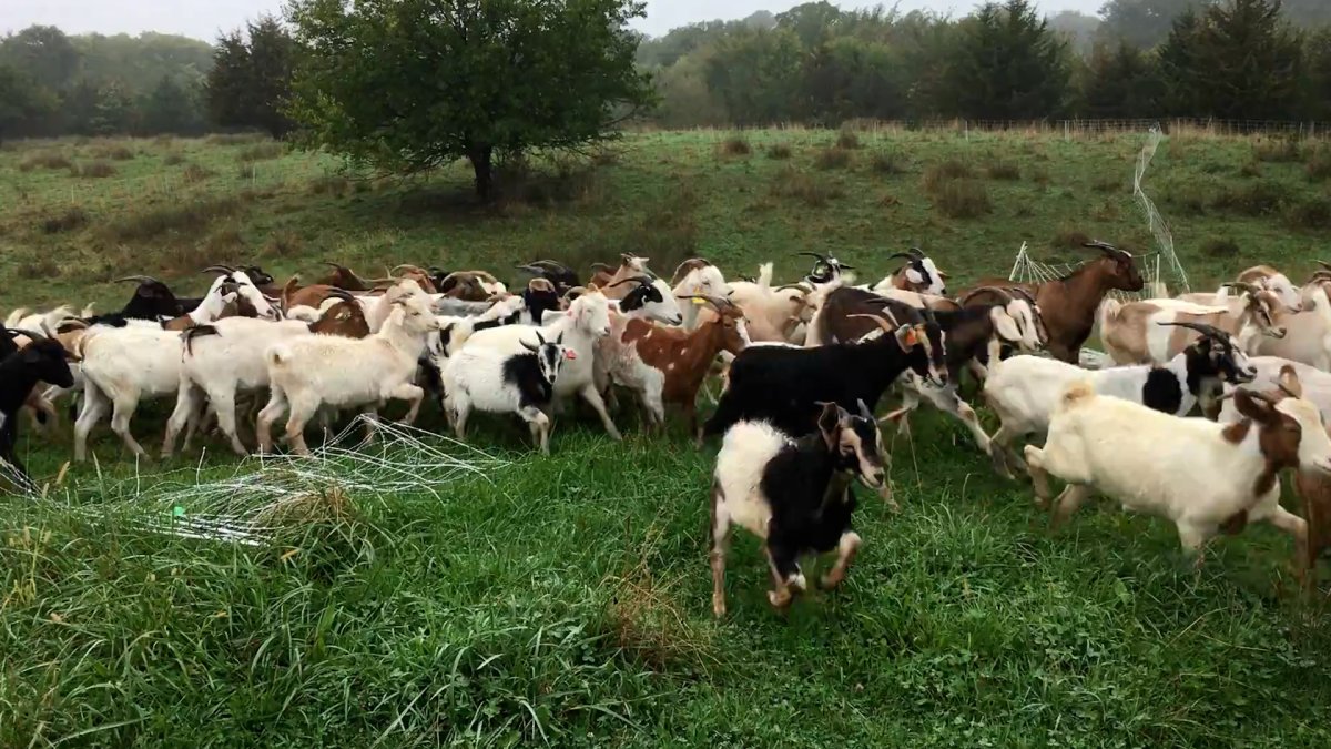 What is goatscaping? – NBC New York