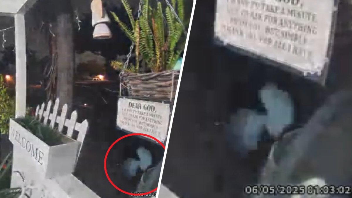 Woman’s Ring camera captures alien-like creature outside home – NBC New ...