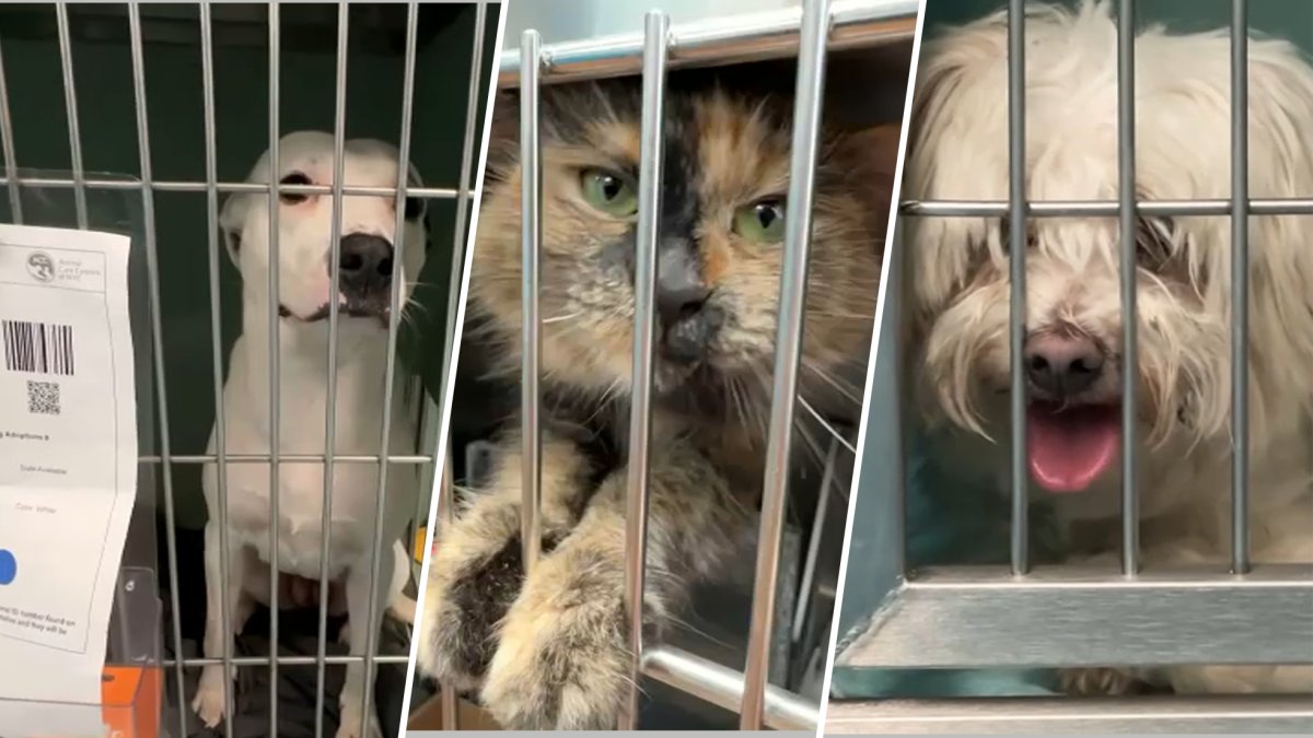 NYC animal shelter suspends intake amid overcrowding – NBC New York
