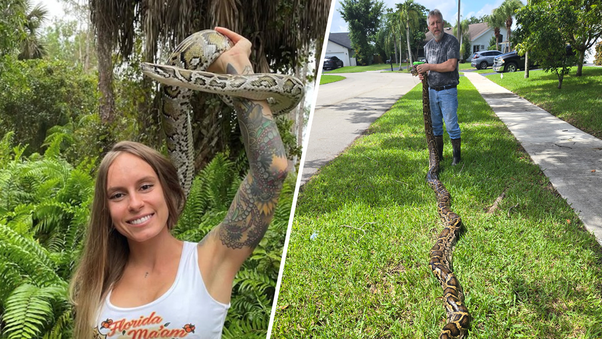 Taylor Stanberry wins 2025 Florida Python Challenge in record year – NBC New York