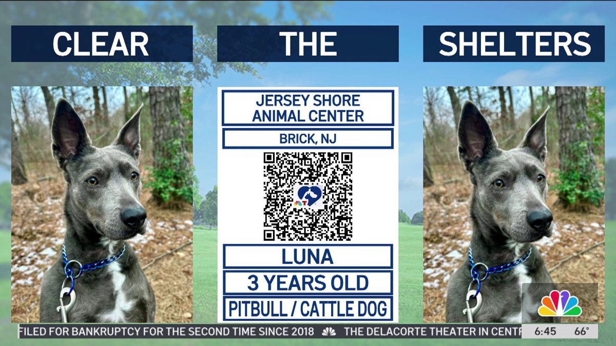 Luna has been waiting for a home and promises endless loyalty – NBC New ...