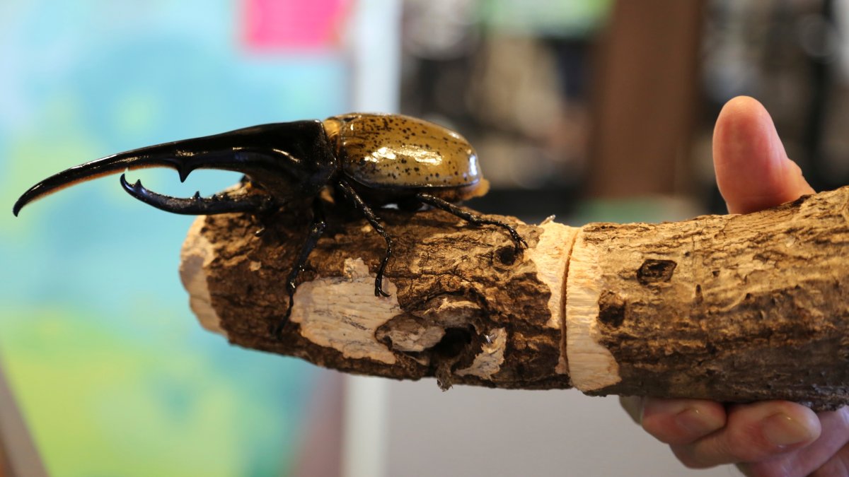 In Japan, bugs are pets, playmates and lifelong passions – NBC New York