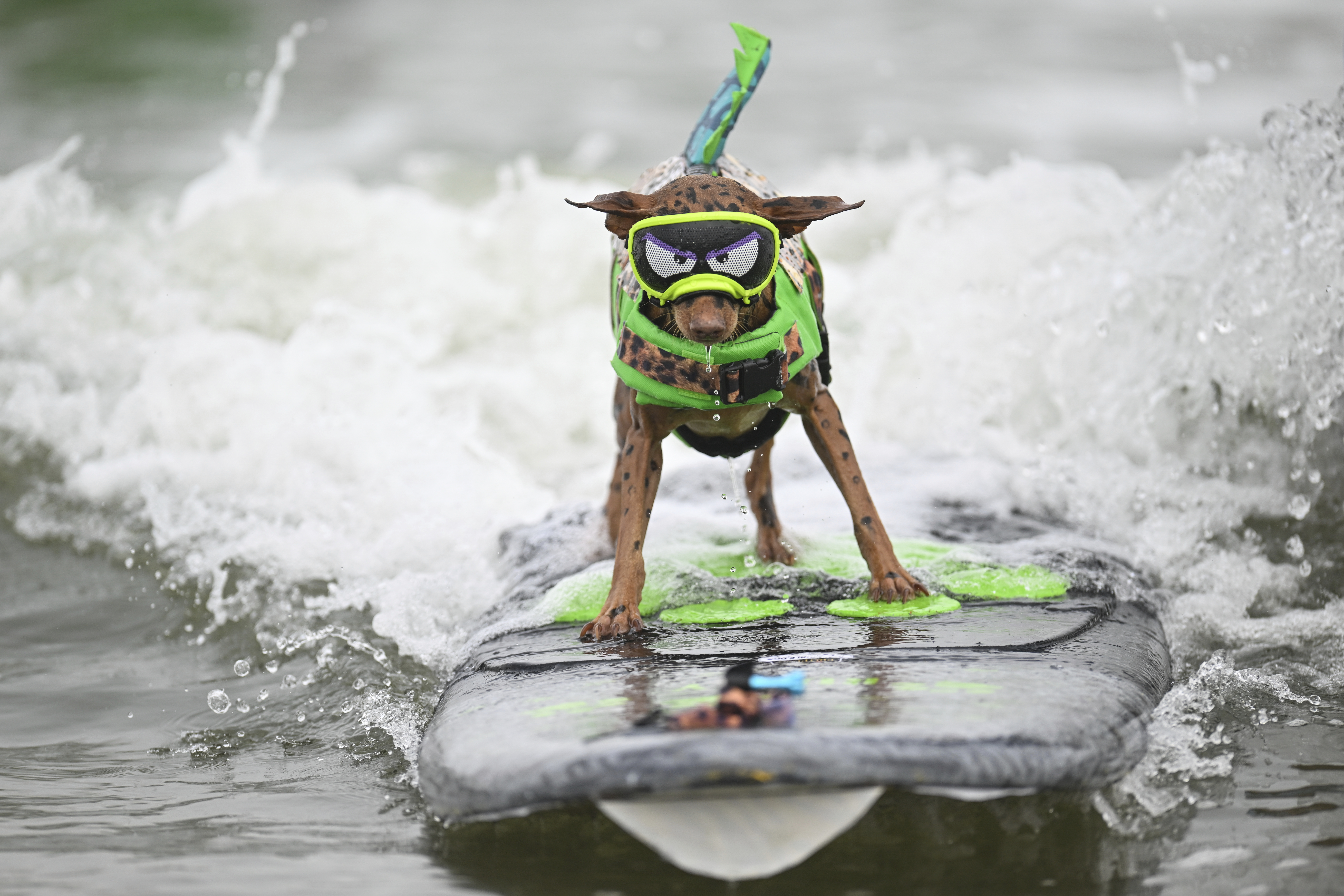 Wave-riding dogs compete in the World Dog Surfing Championships – NBC ...