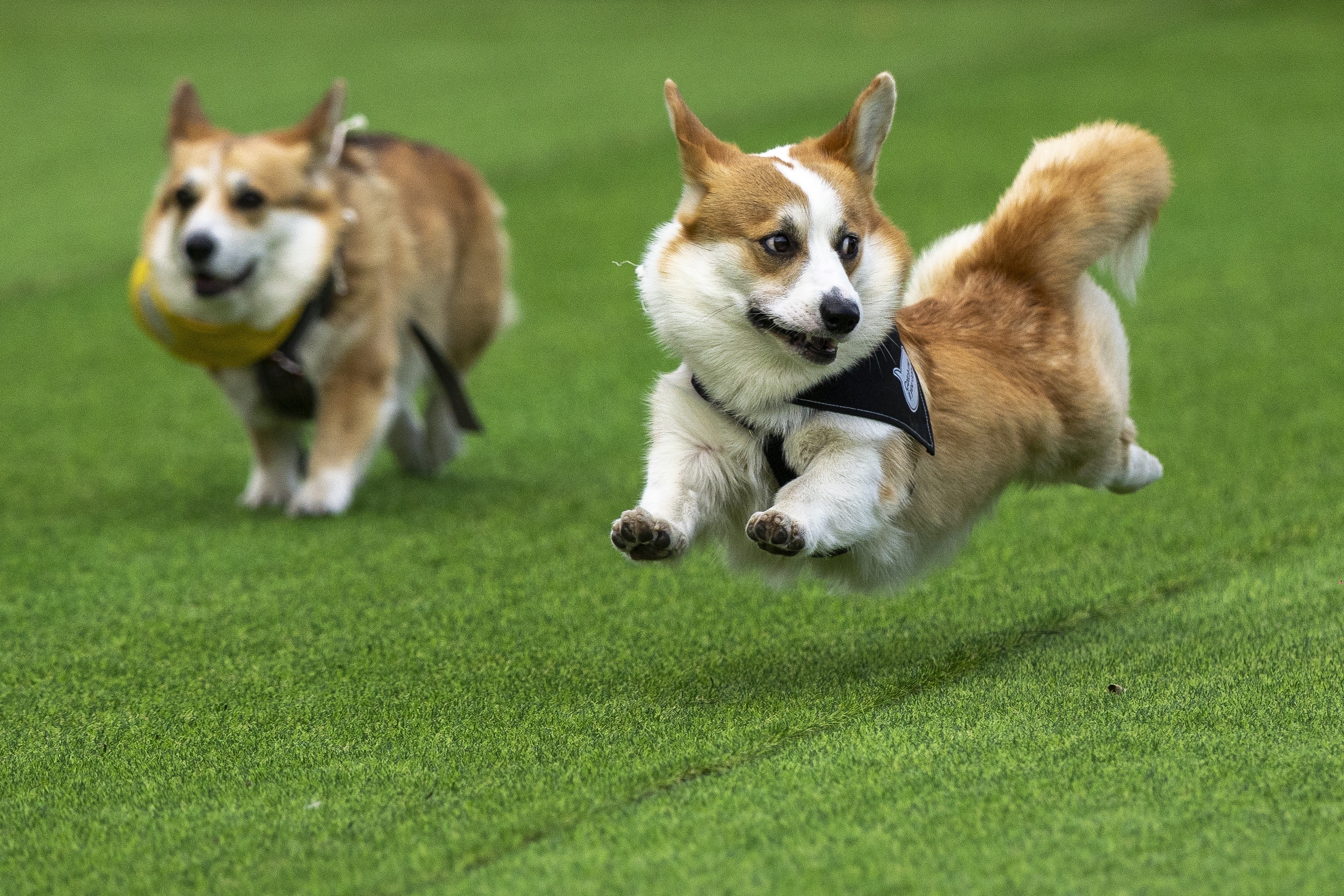 Over 100 teams compete in Lithuania’s international Corgi race – NBC ...