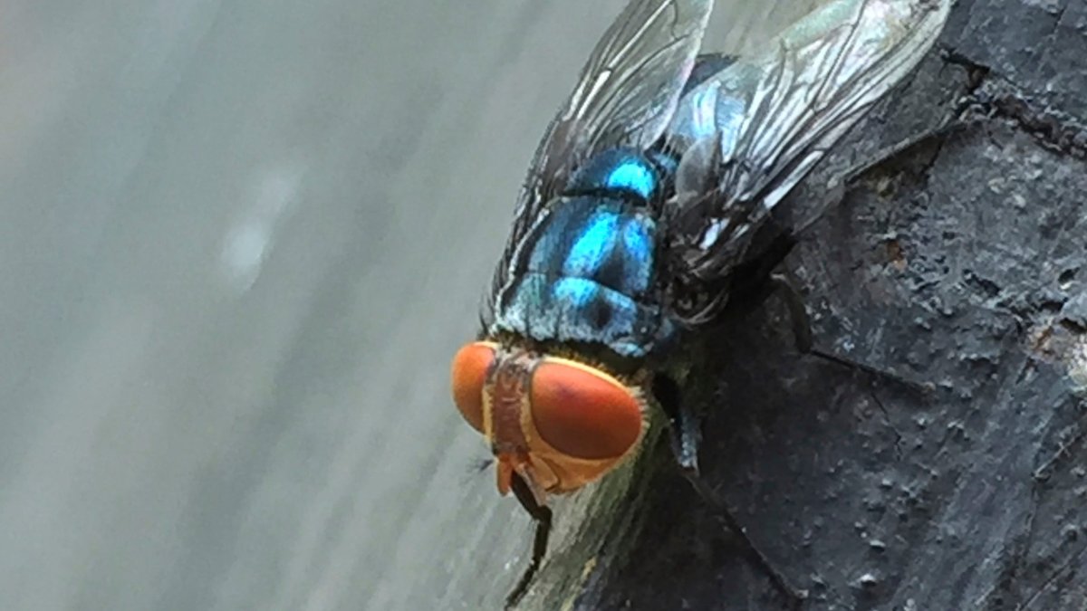 What are the symptoms of New World screwworm? – NBC New York