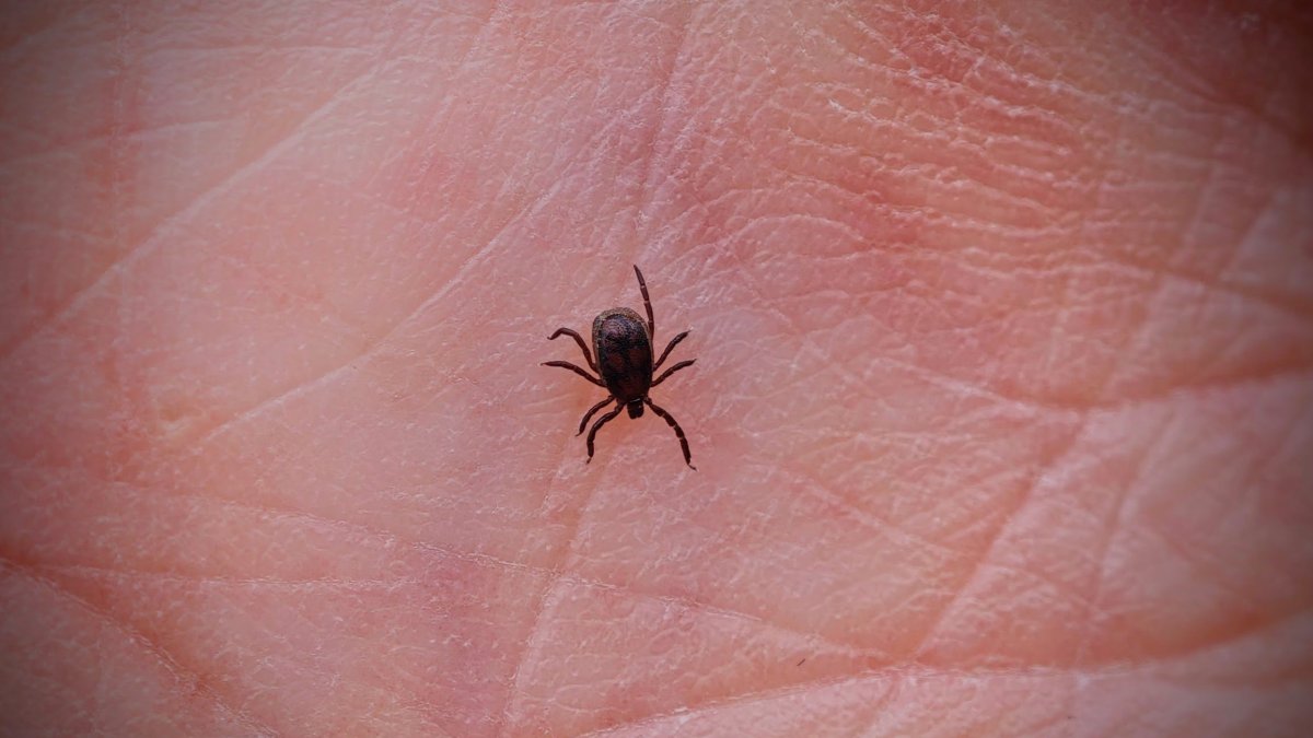 New invasive tick could bring a little-known, debilitating infection ...