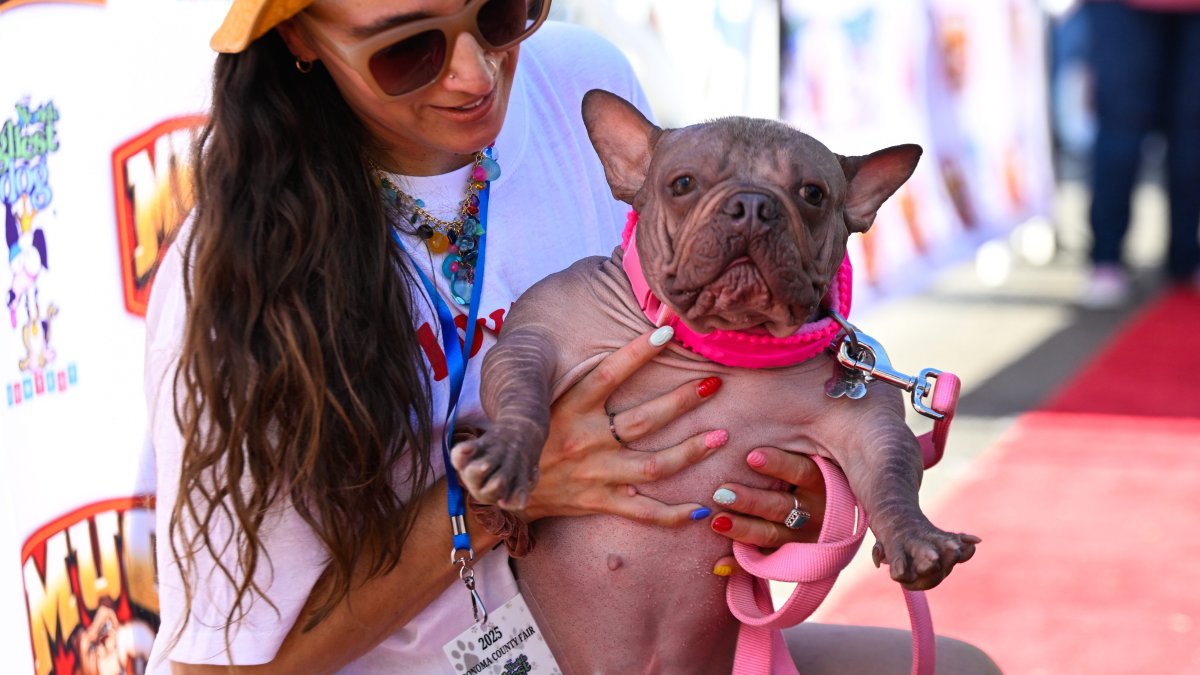 Meet Petunia, winner of the 2025 World’s Ugliest Dog Contest – NBC New York