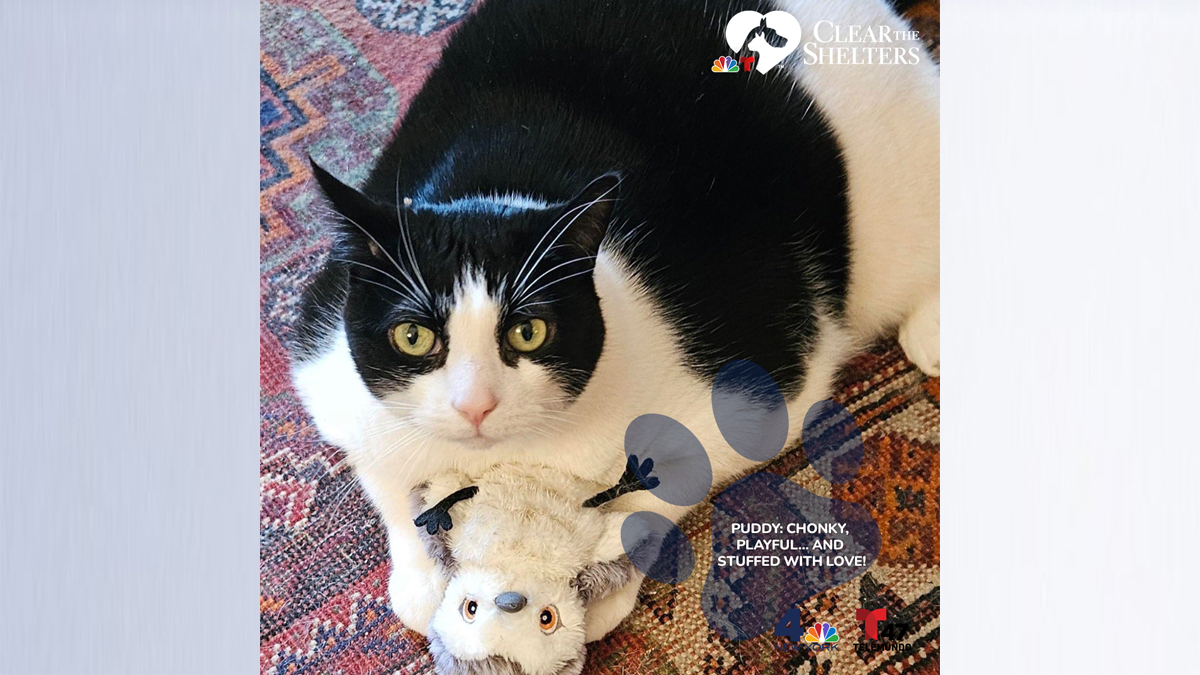 Clear The Shelters: Pets for adoption – NBC New York