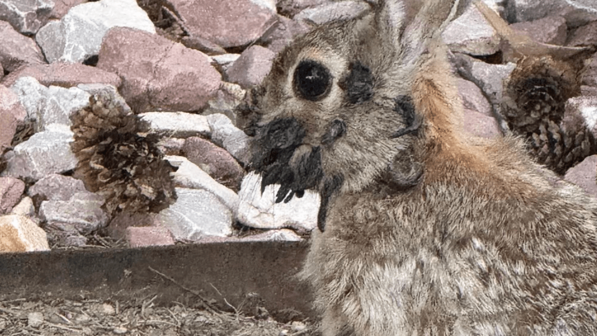 Rabbits with tentacle-like growths spotted in Colorado – NBC New York