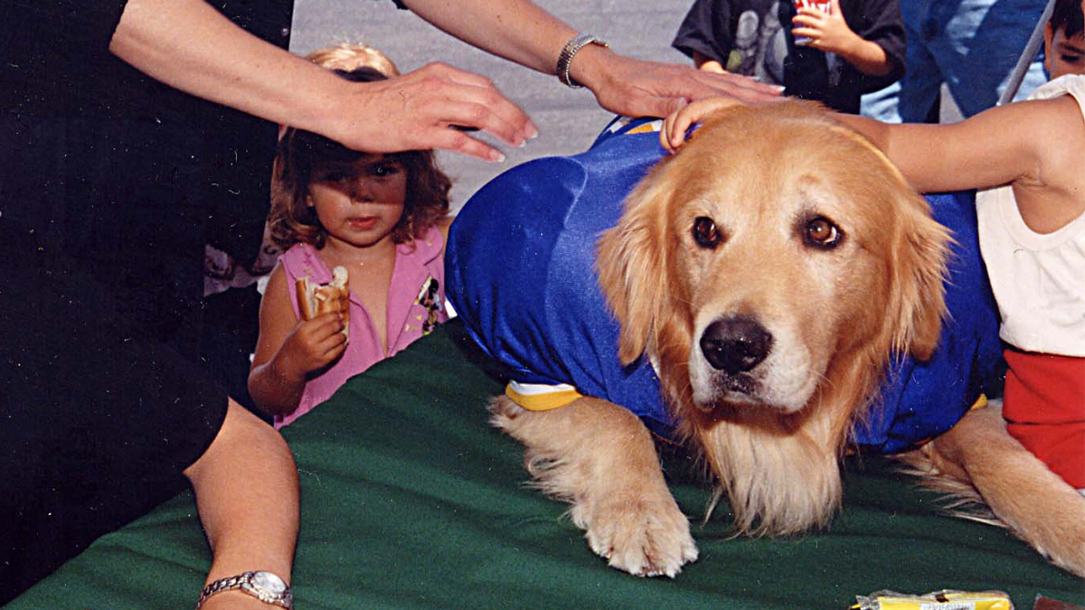 ‘Air Bud’ returns: Search for movie’s star dog launches – NBC New York