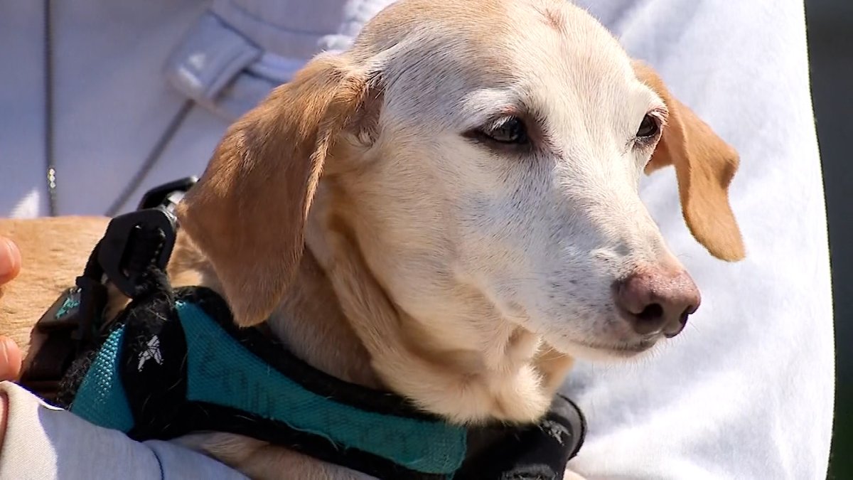 Missing dog ‘Bam Bam’ reunited with owner after month-long search – NBC ...