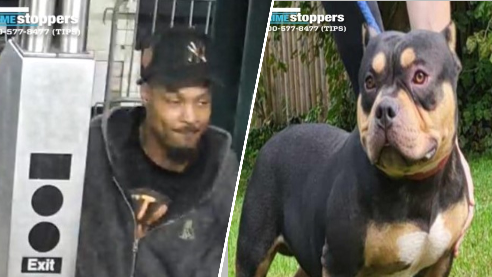 NYC subway rider steals dog from sleeping owner on D train – NBC New York