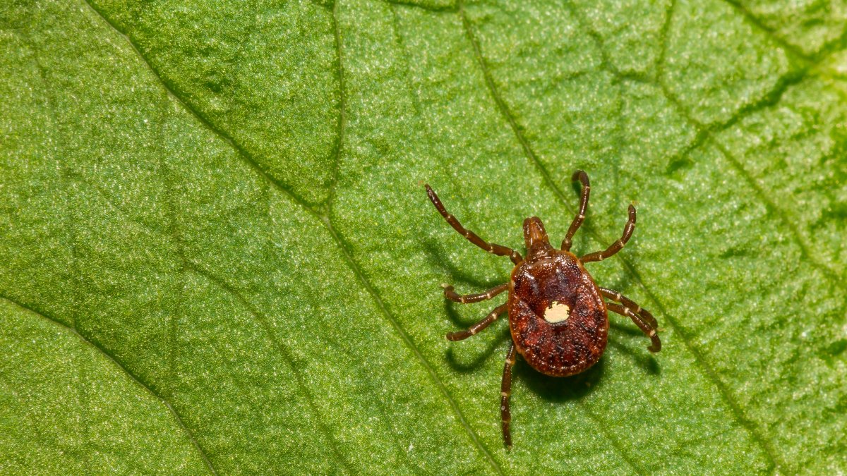 What Is ehrlichiosis? Tick-borne disease explained – NBC New York